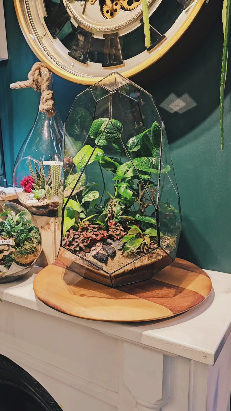 Highest Quality Terrariums at Best Prices - Greenlab Collective